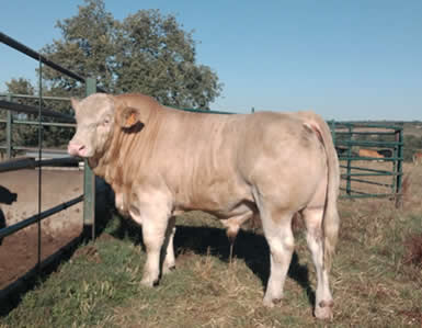 Asociación Nacional de Criadores de Ganado Vacuno Fleckvieh-Simmental ...